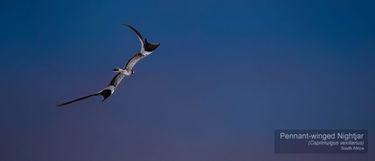 Pennant-winged-Nightjar | Ben Locke Wildlife Photography
