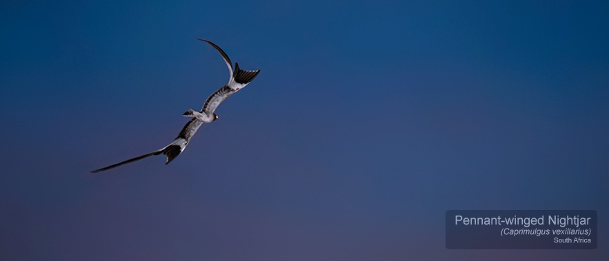 Pennant-winged-Nightjar | Ben Locke Wildlife Photography
